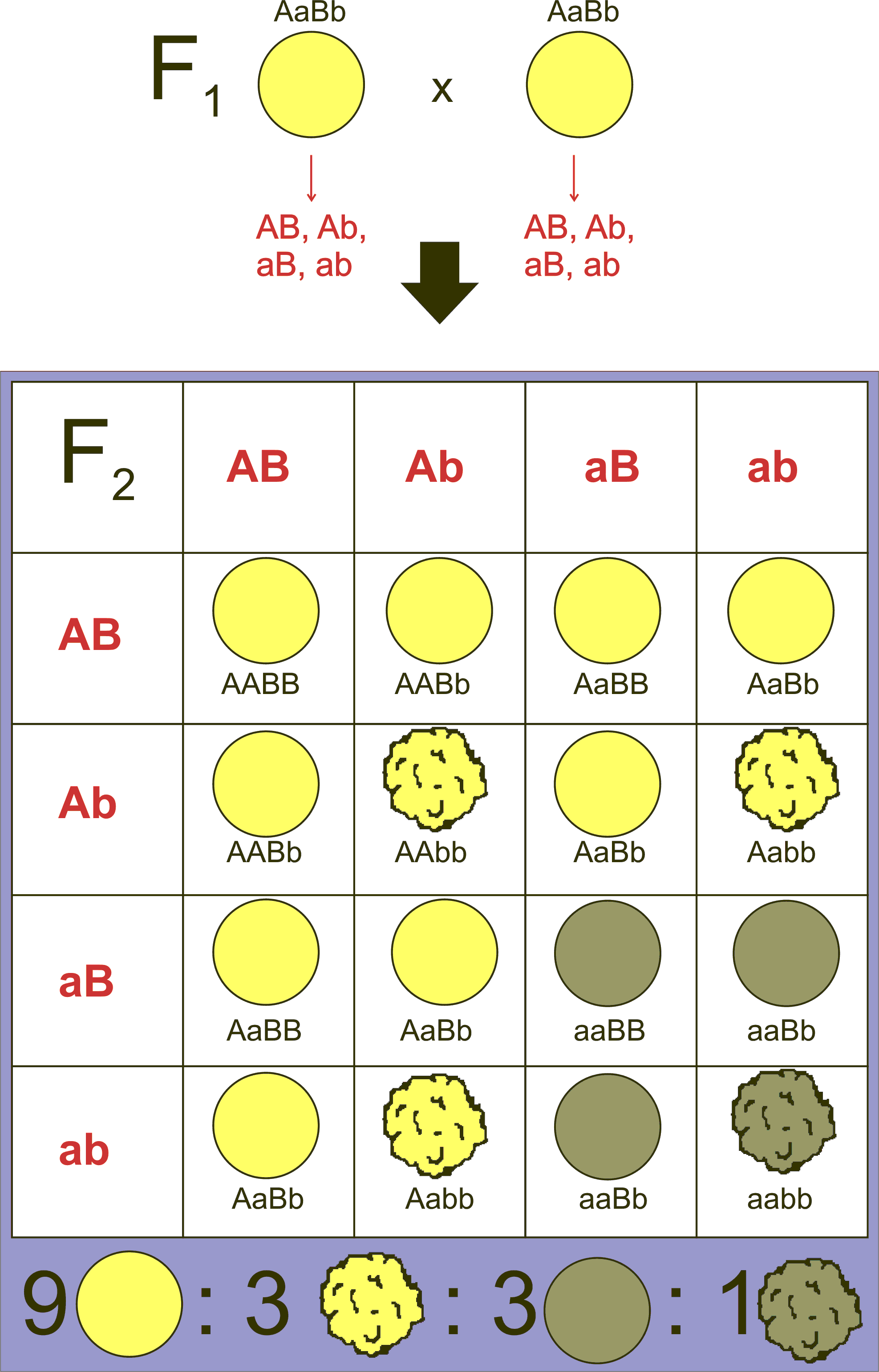 MENDEL'S LAW OF INHERITANCE - Agriculture Wale