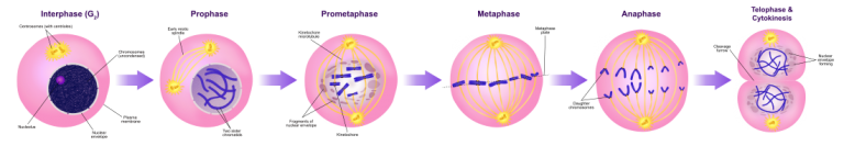 MITOSIS & MEIOSIS- CELL DIVISION - Agriculture Wale
