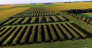 STRIP CROPPING-DEFINITION,USE&TYPES - Agriculture Wale