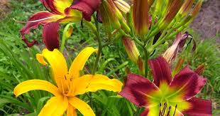 WHAT IS HYBRIDIZATION- AIM & TYPES - Agriculture Wale