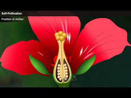 SELF POLLINATION-MECHANISM & CONSEQUENCES - Agriculture Wale