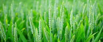 AGRICULTUR IN BIHAR-AT A GLANCE - Agriculture Wale