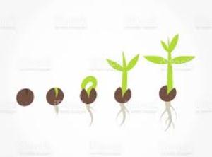 SEED GERMINATION-PROCESS & FACTORS OF GERMINATION - Agriculture Wale