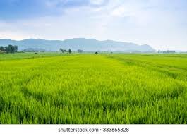 FARM TYPES- AN OVERVIEW - Agriculture Wale