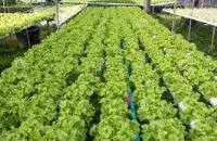 HYDROPONICS-TECHNIQUES, WORK PROCESS & ADVANTAGE - Agriculture Wale