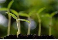 BIOFERTILIZER- TYPES, USAGE AND BENIFITS - Agriculture Wale