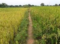 MAJOR CROPS IN INDIA- AN OVERVIEW - Agriculture Wale