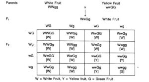 EPISTASIS- DEFINITION & GENE INTERACTION - Agriculture Wale