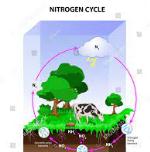 NITRIFICATION AND DENITRIFICATION - Agriculture Wale