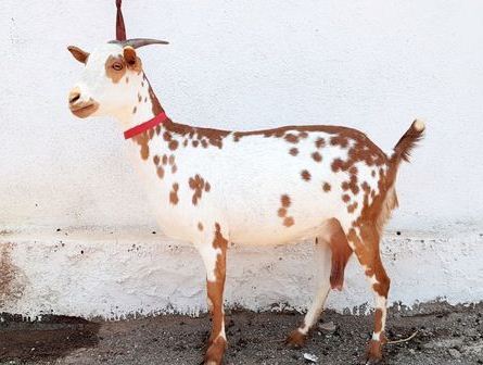 BREED OF SHEEP AND GOAT - Agriculture Wale