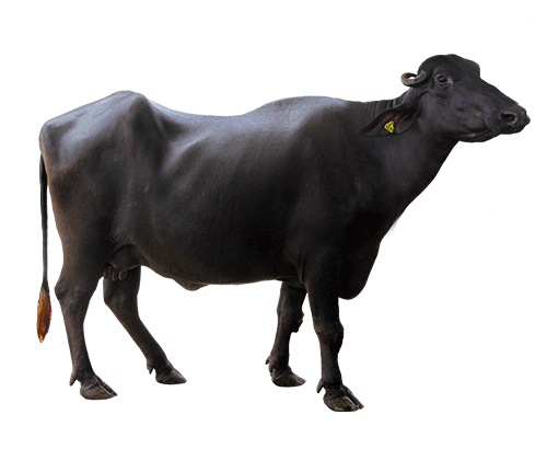 BREED OF CATTLE AND BUFFALO - Agriculture Wale