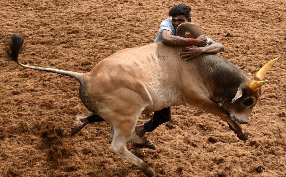 BREED OF CATTLE AND BUFFALO - Agriculture Wale