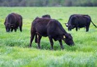 SYSTEMS OF BREEDING- DIFFERENT METHODS - Agriculture Wale