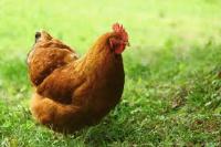 VICES IN POULTRY- CAUSES AND PREVENTION - Agriculture Wale