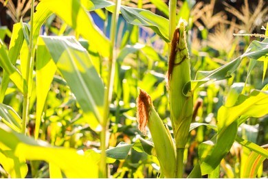 HYBRID- AN OVERVIEW - Agriculture Wale