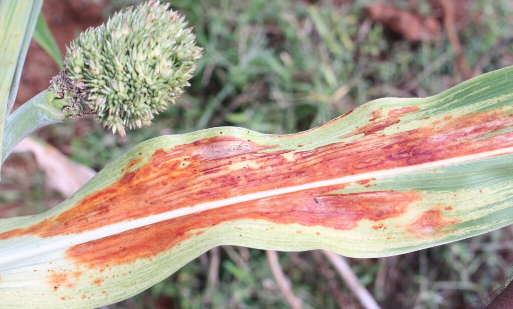 SORGHUM DISEASE- SYMPTOMS & CONTROL - Agriculture Wale