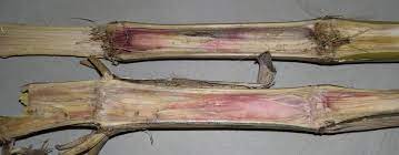 MAIZE DISEASES- SYMPTOMS & CONTROL - Agriculture Wale