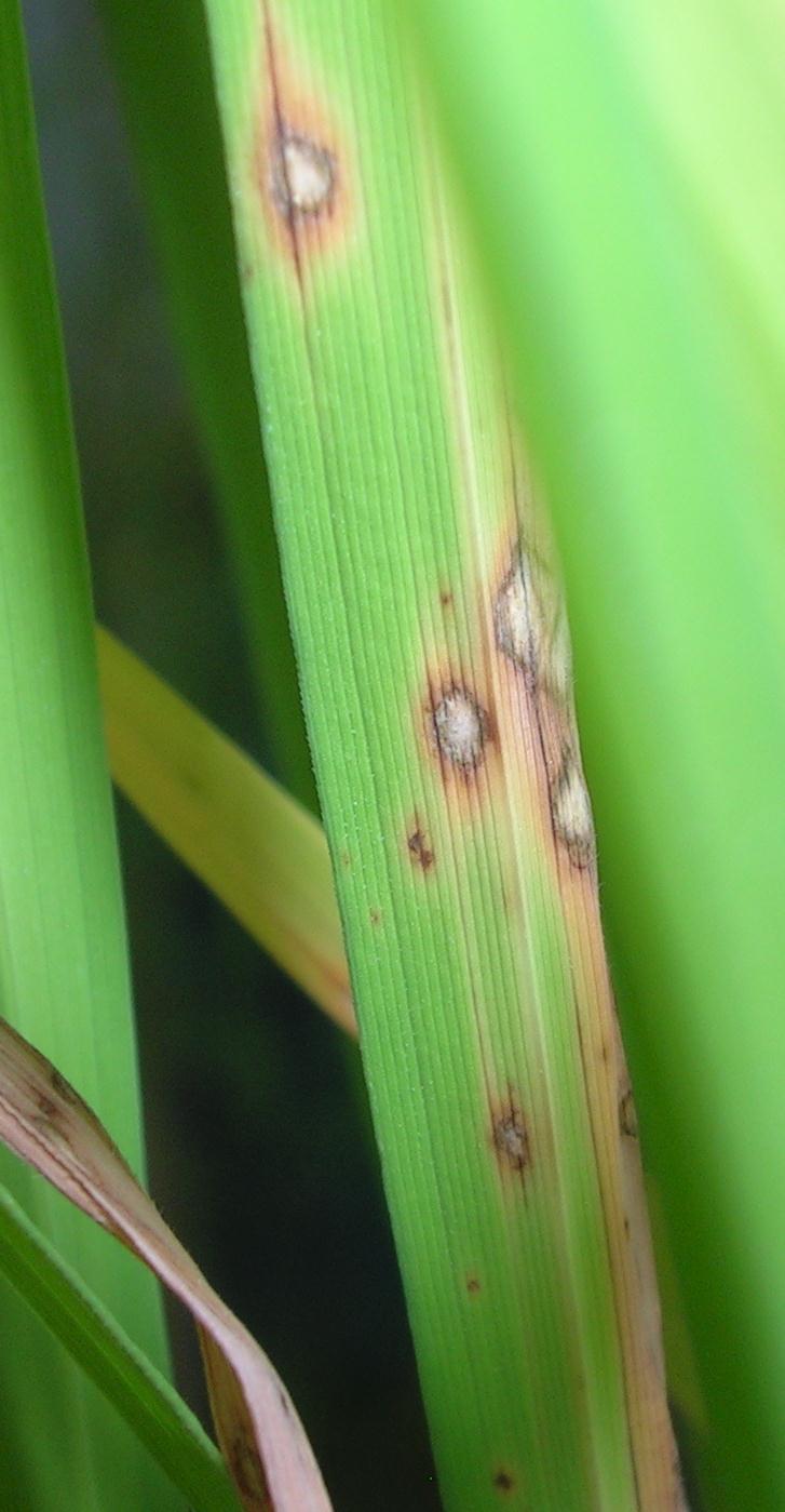 RICE DISEASE- SYMPTOMS & MANAGEMENT - Agriculture Wale