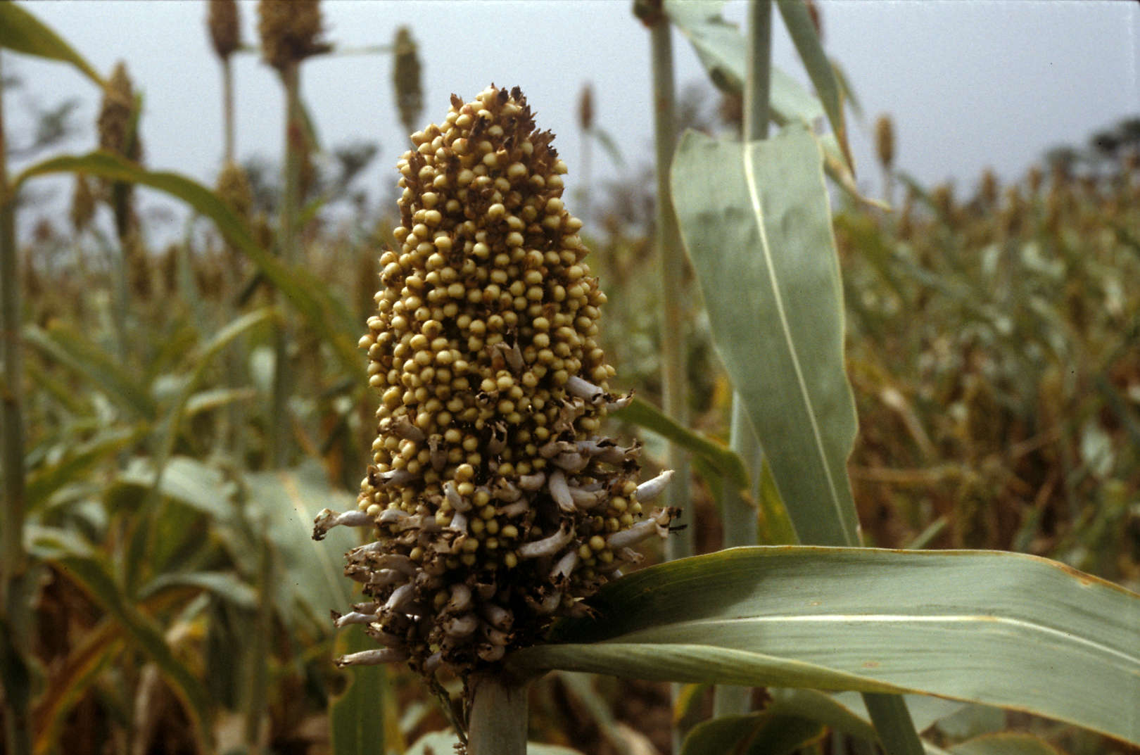 SORGHUM DISEASE- SYMPTOMS & CONTROL - Agriculture Wale