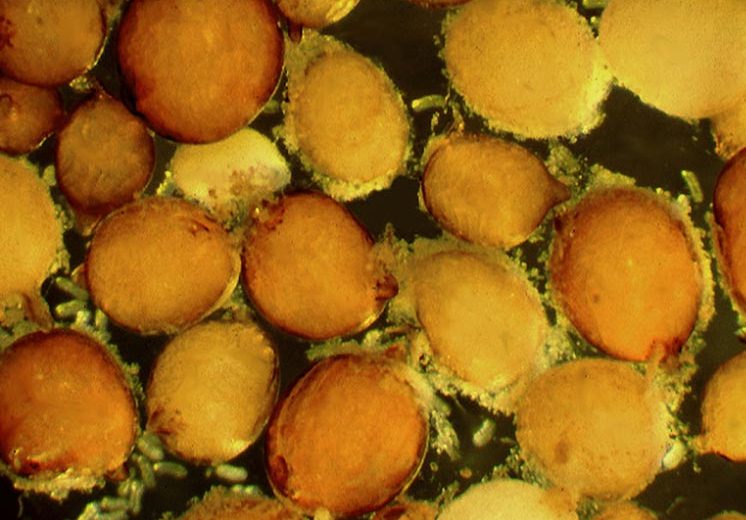 MAIZE DISEASES- SYMPTOMS & CONTROL - Agriculture Wale