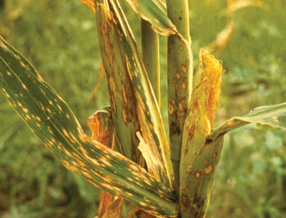MAIZE DISEASES- SYMPTOMS & CONTROL - Agriculture Wale