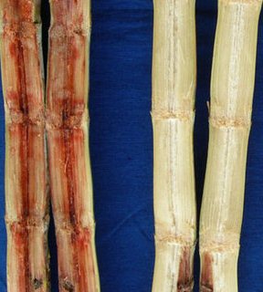 SUGARCANE DISEASES- SYMPTOMS & CONTROL - Agriculture Wale