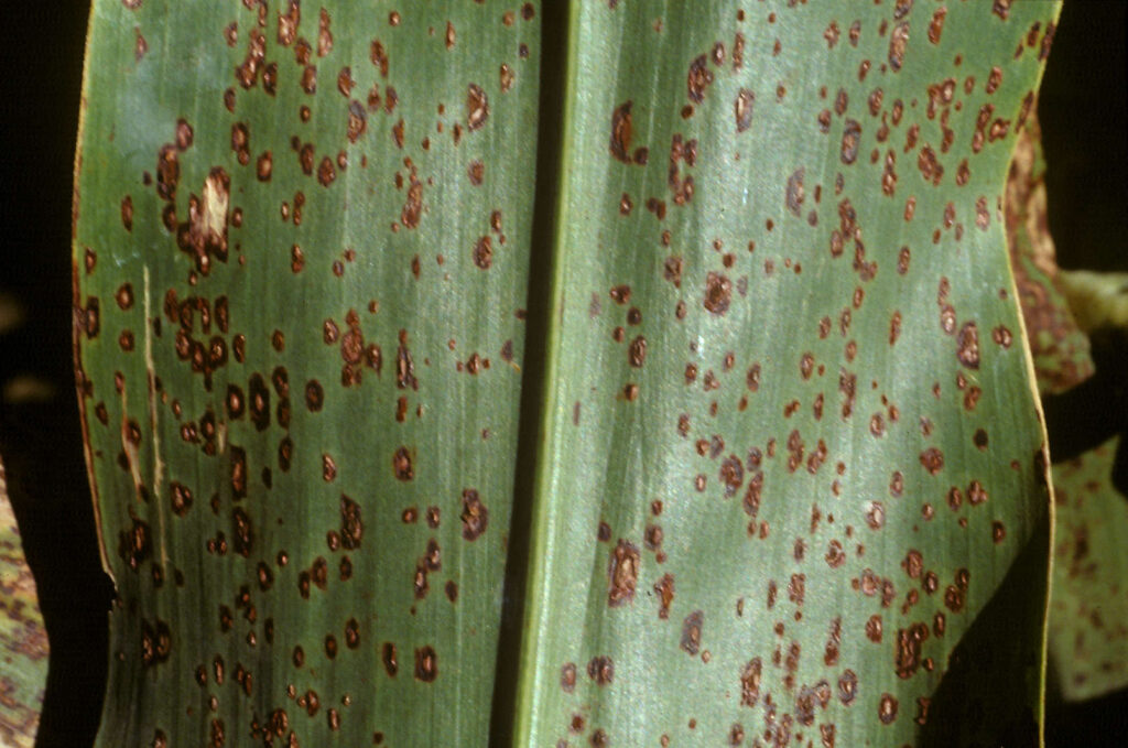 SORGHUM DISEASE- SYMPTOMS & CONTROL - Agriculture Wale