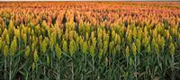 SORGHUM DISEASE- SYMPTOMS & CONTROL - Agriculture Wale