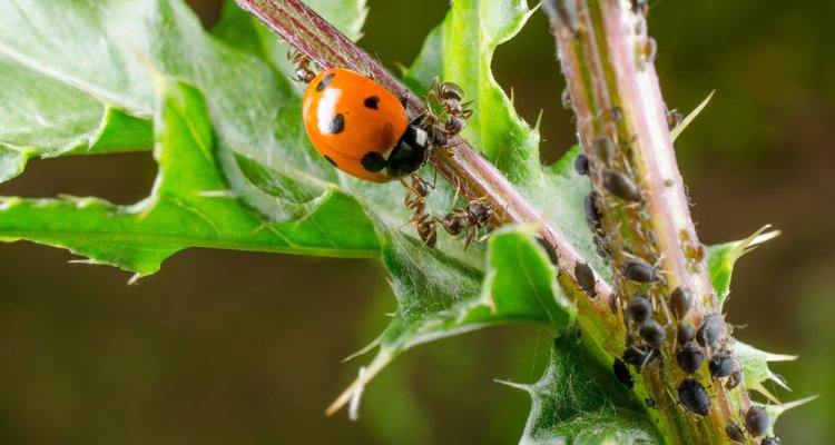 BIOLOGICAL CONTROL-MEANING, TYPES & EFFECTS - Agriculture Wale