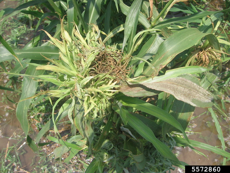 PEARL MILLET (BAJRA) DISEASE- SYMPTOMS & CONTROL - Agriculture Wale