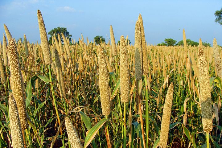 PEARL MILLET (BAJRA) DISEASE- SYMPTOMS & CONTROL - Agriculture Wale
