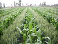 Intercropping- Definition, Example, Benefits - Agriculture Wale