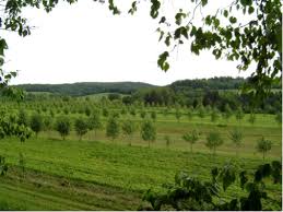 Intercrop Productivity & Land Equivalent Ratio - Agriculture Wale