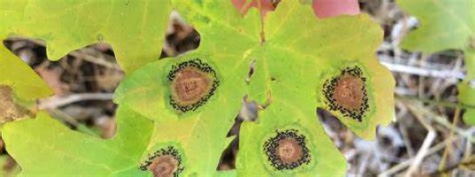 PLANT PATHOLOGY- AN OVERVIEW - Agriculture Wale