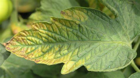 CLASSIFICATION OF PLANT DISEASES - Agriculture Wale