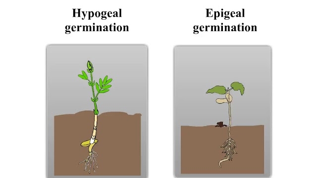 EPIGEAL AND HPOGEAL GERMINATION - Agriculture Wale