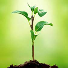 DIFFERENCE BETWEEN SHOOT AND STEM - Agriculture Wale