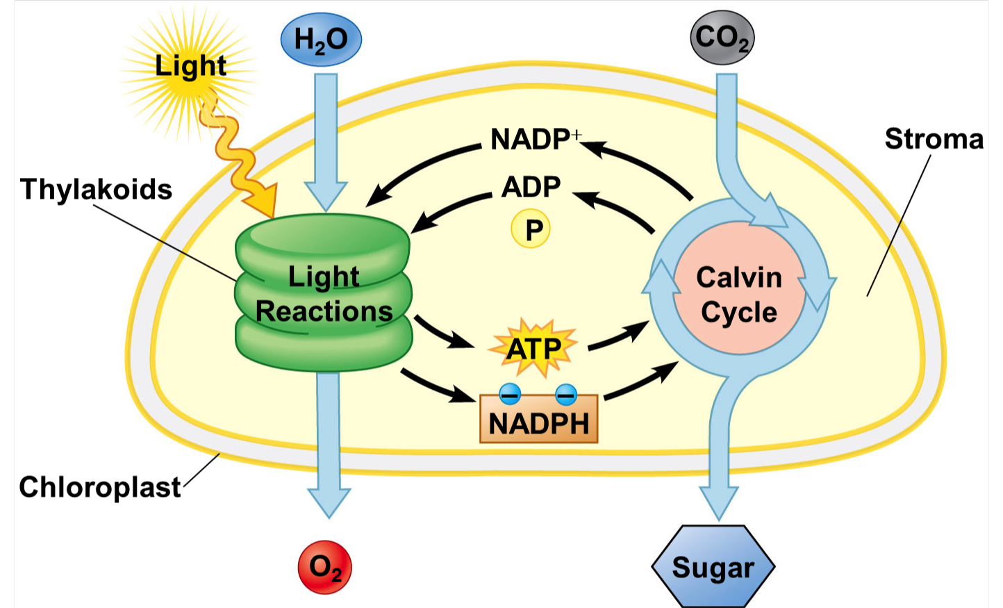 Photosynthesis- Process & Reaction - Agriculture Wale