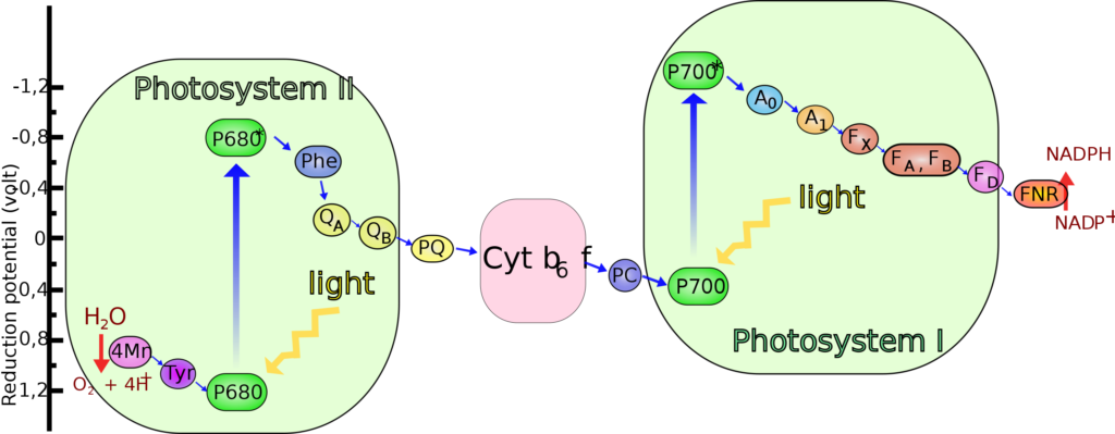 Photosynthesis- Process & Reaction - Agriculture Wale