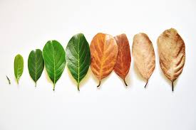 DIFFERENCE BETWEEN AGING AND SENESCENCE - Agriculture Wale