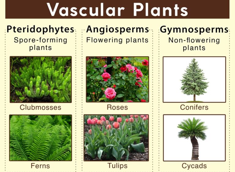 Vascular and Non-Vascular Plants - Agriculture Wale