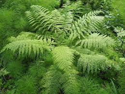 Vascular and Non-Vascular Plants - Agriculture Wale