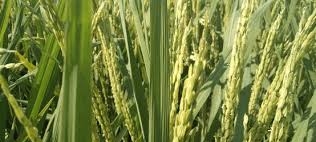 Rice Cultivation and Production - Agriculture Wale