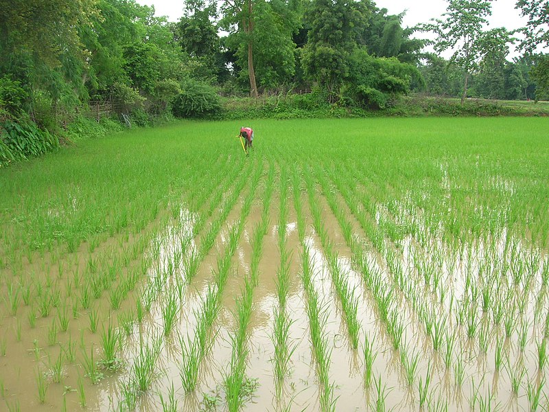 System of Rice Intensification - Agriculture Wale