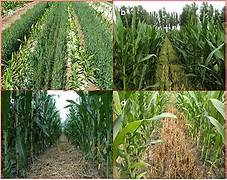 Cropping Systems- Meaning Types & Advantages - Agriculture Wale